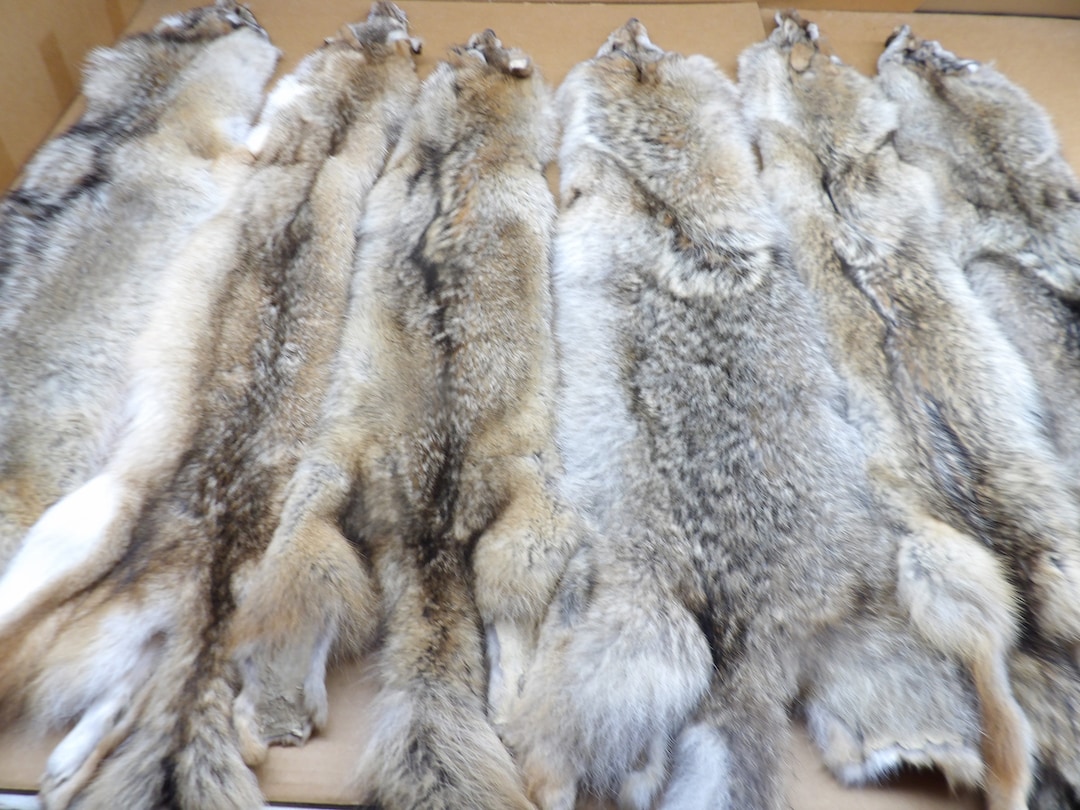 Professionally Soft Tanned XL Coyote Hide/fur/cape - Etsy