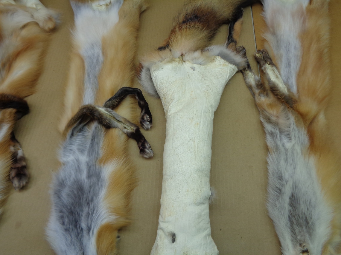 Red Fox Hide With 4 Feet Professionally Tanned/semi Heavy - Etsy