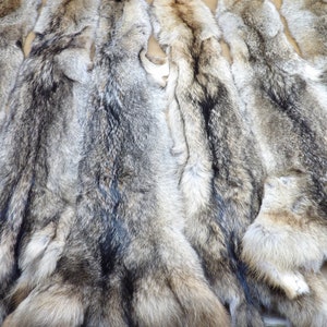 Professionally Soft Tanned XXL Coyote Hides/fur/viking Cloak/cape - Etsy