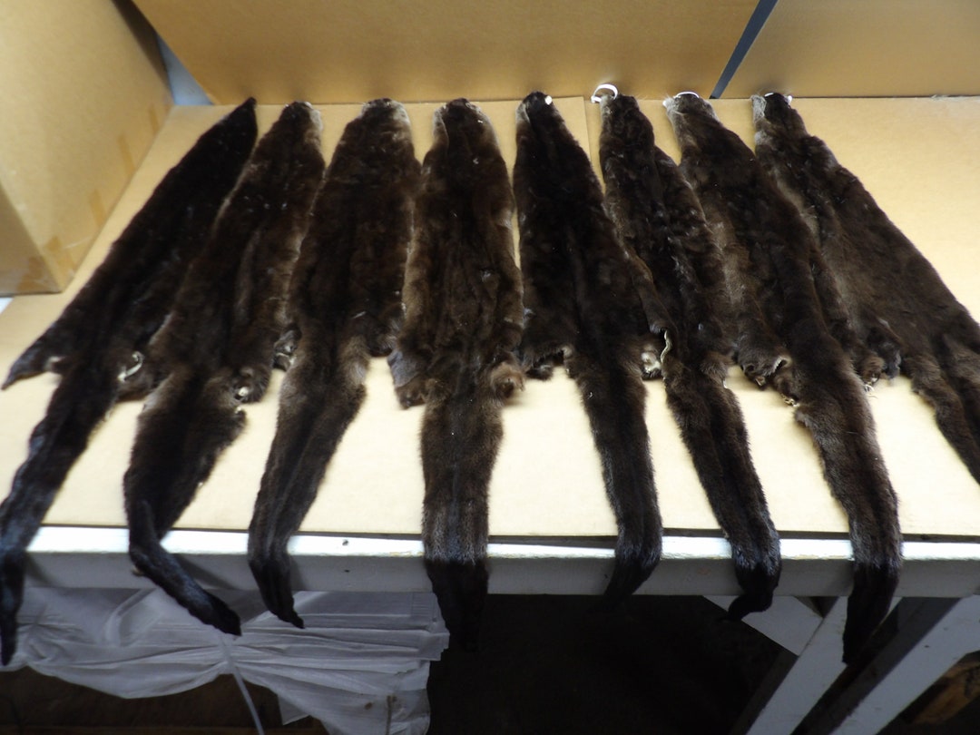 3XL Otter Hide Professionally Tanned 1 Grade/biggest in Stock/pelt/fur ...