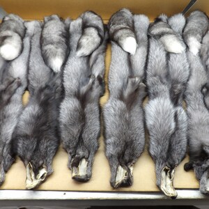 XXL Blue Frost Fox Hide #1 Top Lot Grade, Professionally Tanned/pelt ...