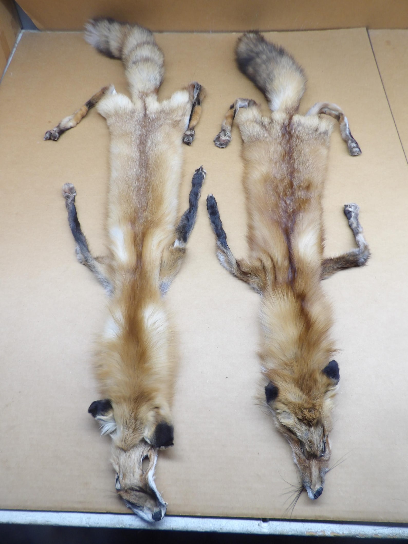 Red Fox Hide With 4 Feet Professionally Tanned/semi Heavy Fur/fur Pelt ...