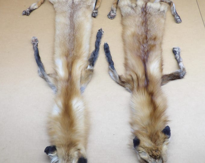 Vintage French Red Fox Cub Animal Taxidermy Statue Figurine Ornament ...