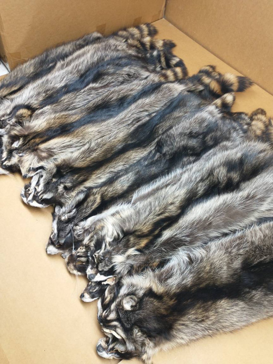Professionally Soft Tanned Large #1 Grade Iowa Raccoon/coon Hide/pelt ...