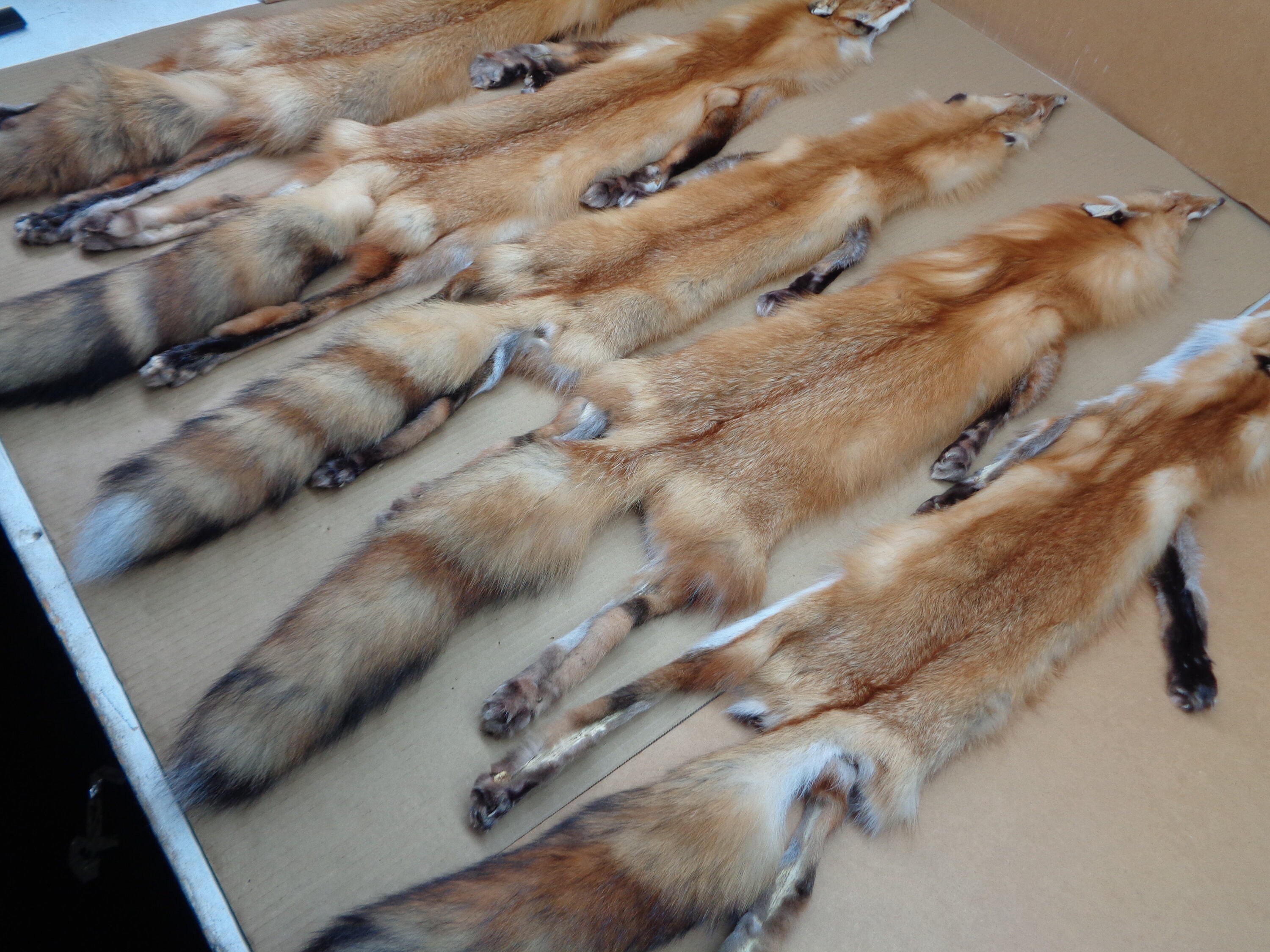 Red Fox Hide With 4 Feet Professionally Tanned/semi Heavy - Etsy