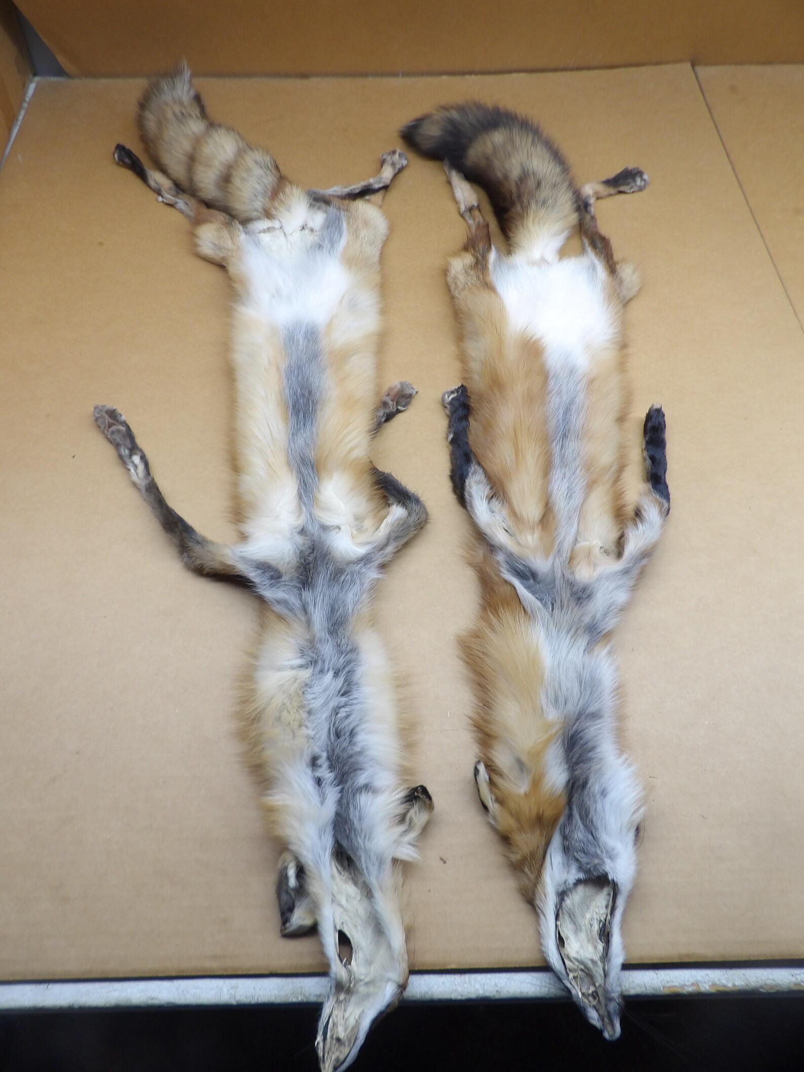 Red Fox Hide With 4 Feet Professionally Tanned/semi Heavy Fur/fur Pelt ...