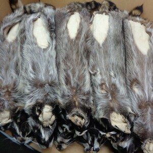 Professionally Soft Tanned 3XL #1 Grade Iowa Raccoon/coon Hide/pelt - Etsy