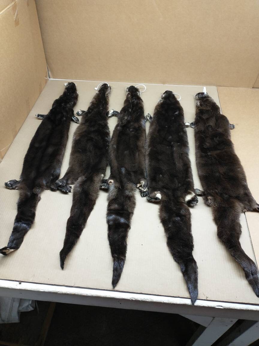 Tanned Select Grade XL River Otter Hide With 4 Feet/pelt/furs/taxidermy ...