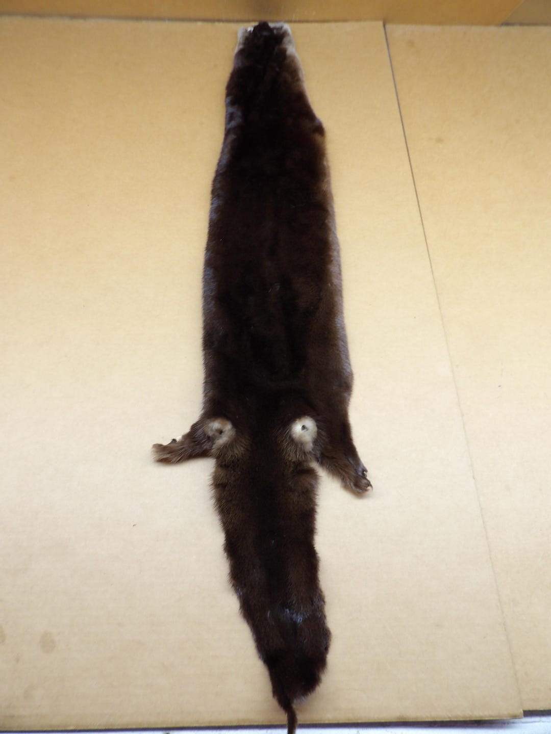 XL Otter Hide Professionally Tanned Damage Grade/pelt/fur - Etsy