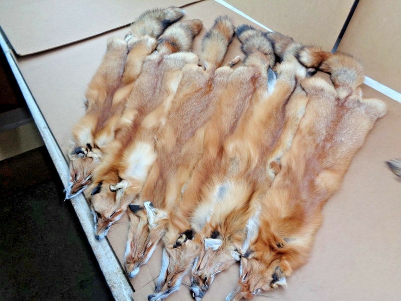 Professionally Tanned 1 Grade Red Fox Hide/pelt - Etsy