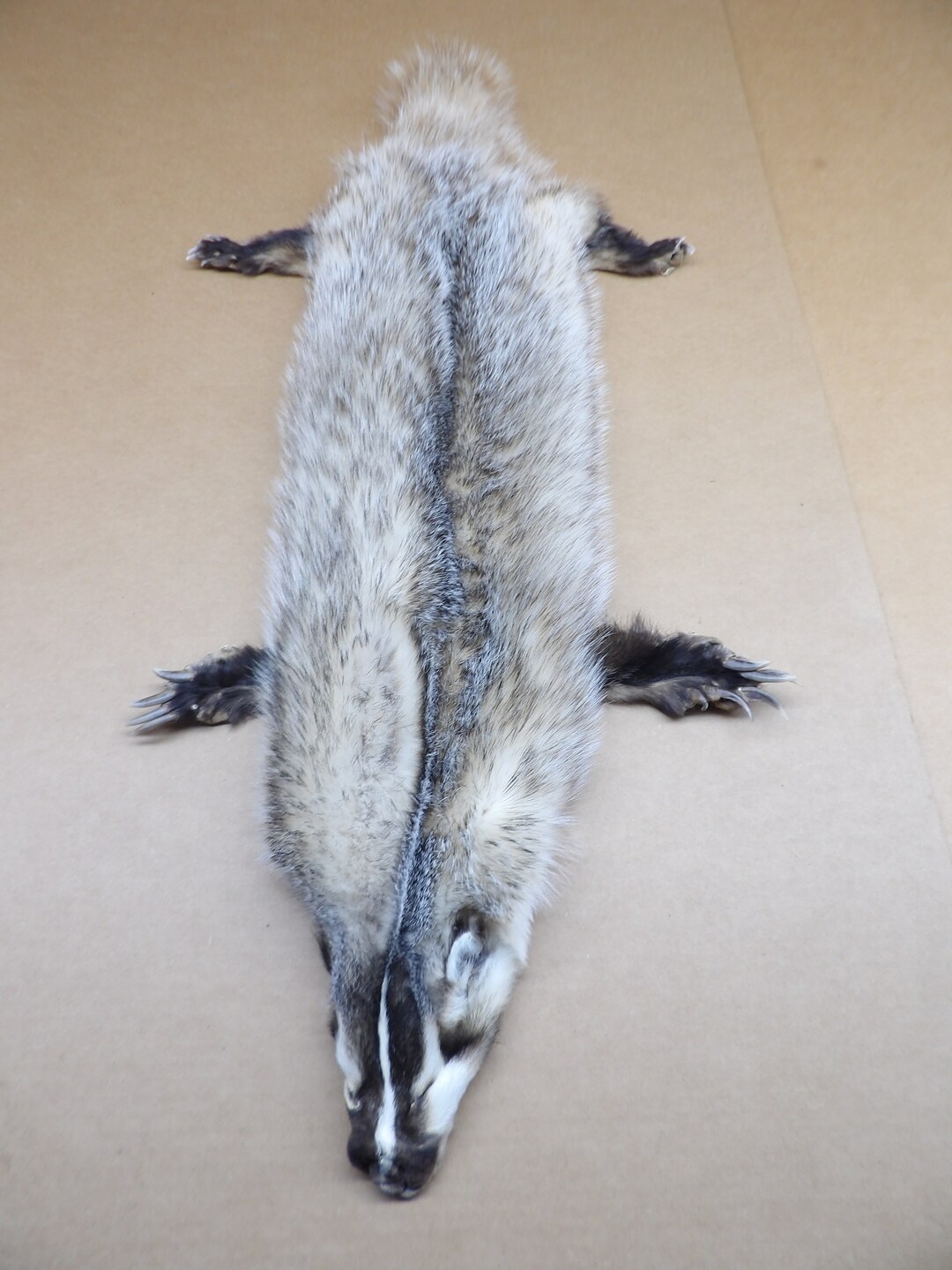XXL Badger Hide With Front Feet Professionally Soft Tanned /heavy Fur ...