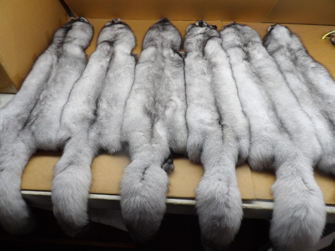 XXL Blue Fox Hide 1 Top Lot Grade, Professionally Tanned/pelt/nicely ...