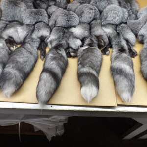 XXL Blue Frost Fox Hide #1 Top Lot Grade, Professionally Tanned/pelt ...