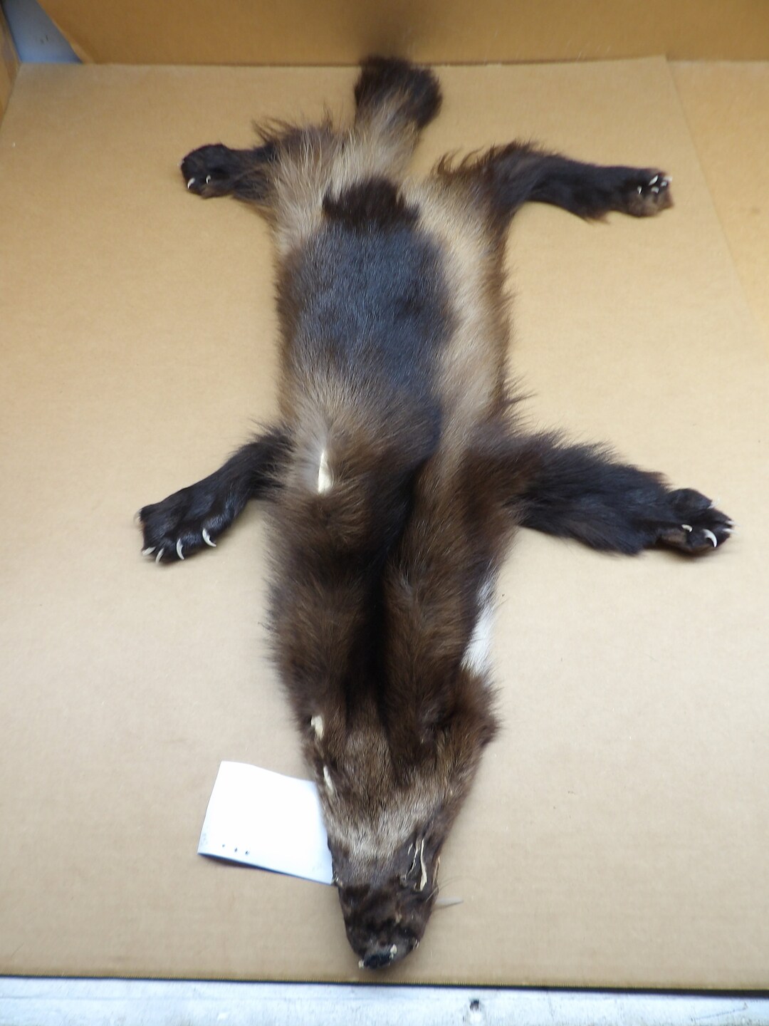 Alaskan Wolverine Professionally Tanned Damage Grade Hide With 4 Feet ...