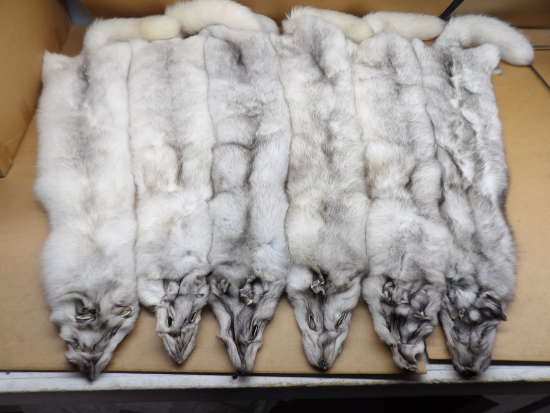 XXL Blue Fox Hide #1 Grade, Professionally Tanned/pelt/nicely Furred - Etsy