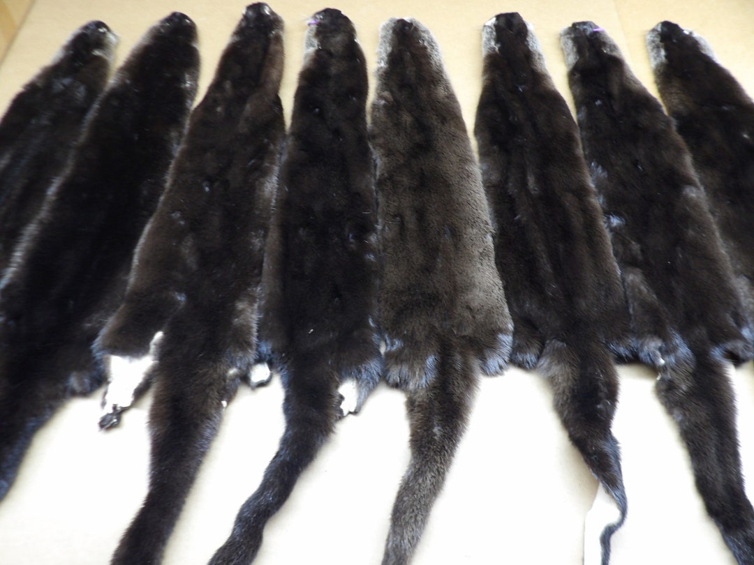 Medium Otter Hide Professionally Tanned Damage Grade/pelt/fur/hair Ties ...