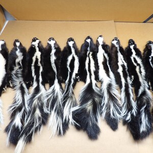 XL Striped Skunk Hide Professionally Soft Tanned 1 Grade/pelt/nice ...