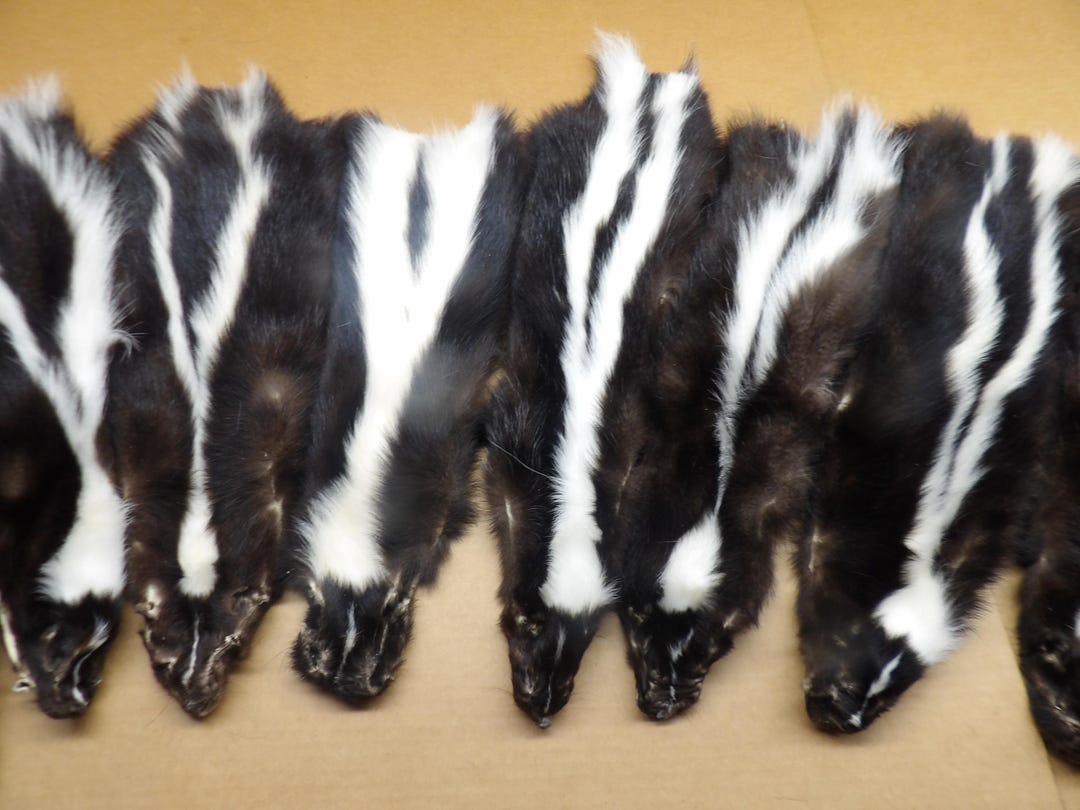 No Tail Professionally Soft Tanned Skunk Hide - Etsy