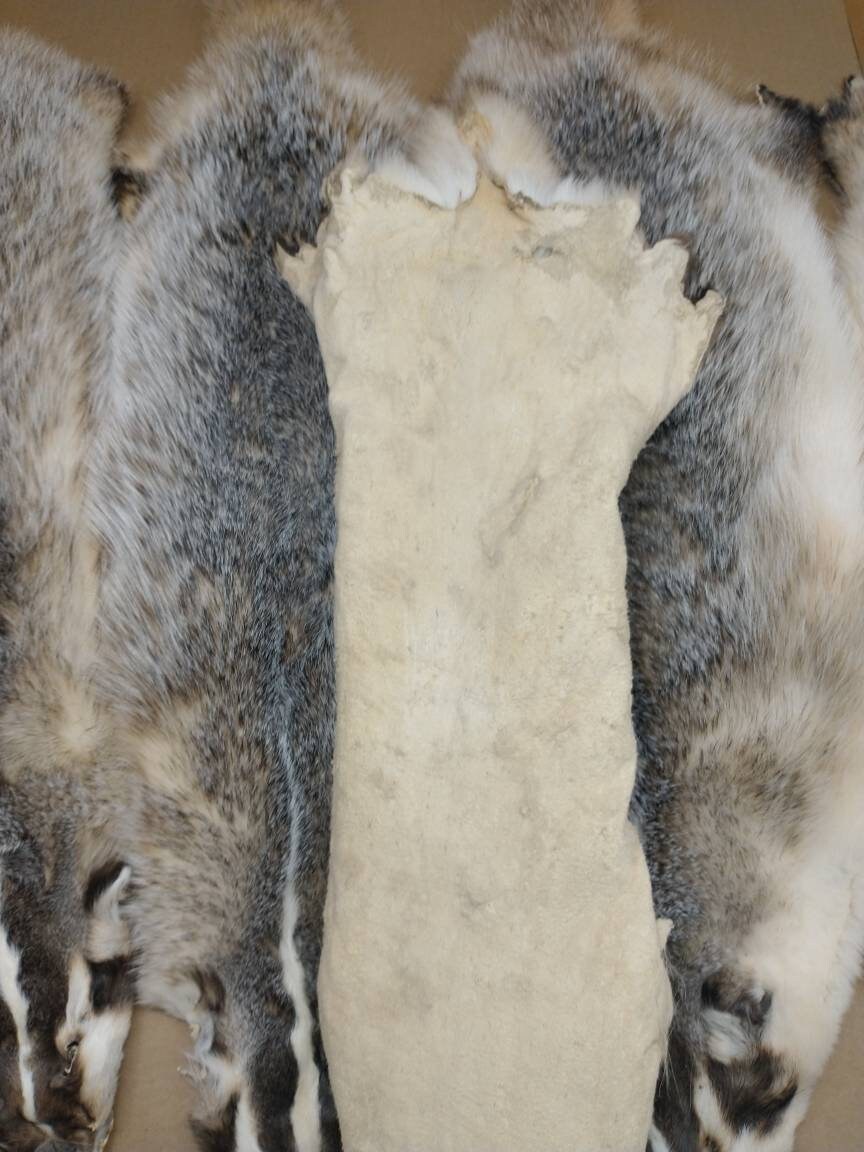Professionally Tanned Semi-heavy Plus Badger Hide/pelt | Etsy
