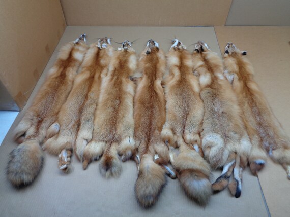 Red Fox Professionally Tanned Hide Nicely Furred No Tail/pelt - Etsy