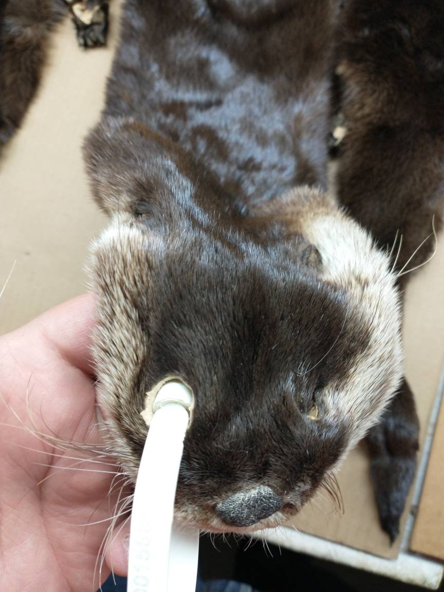 Tanned Select Grade XL River Otter Hide With 4 Feet/pelt/furs/taxidermy ...