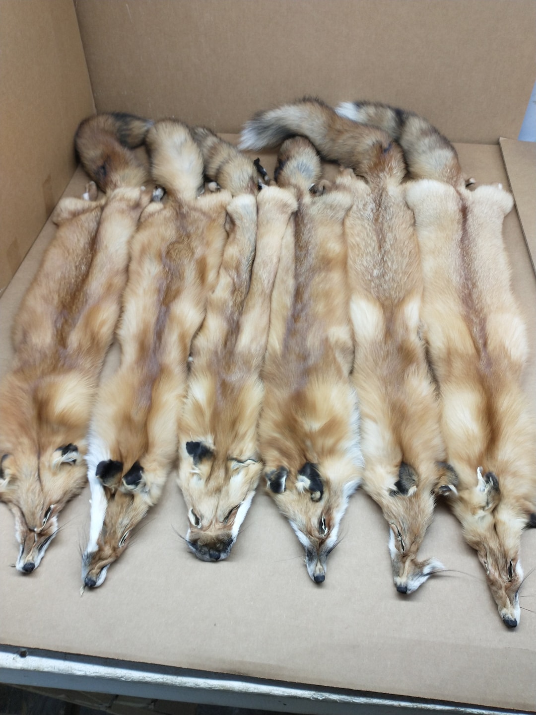 Professionally Tanned Slight Damage Red Fox Hide Nicely Furred/pelt/ - Etsy