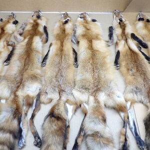 Red Fox Hide With 4 Feet Professionally Tanned/semi Heavy - Etsy