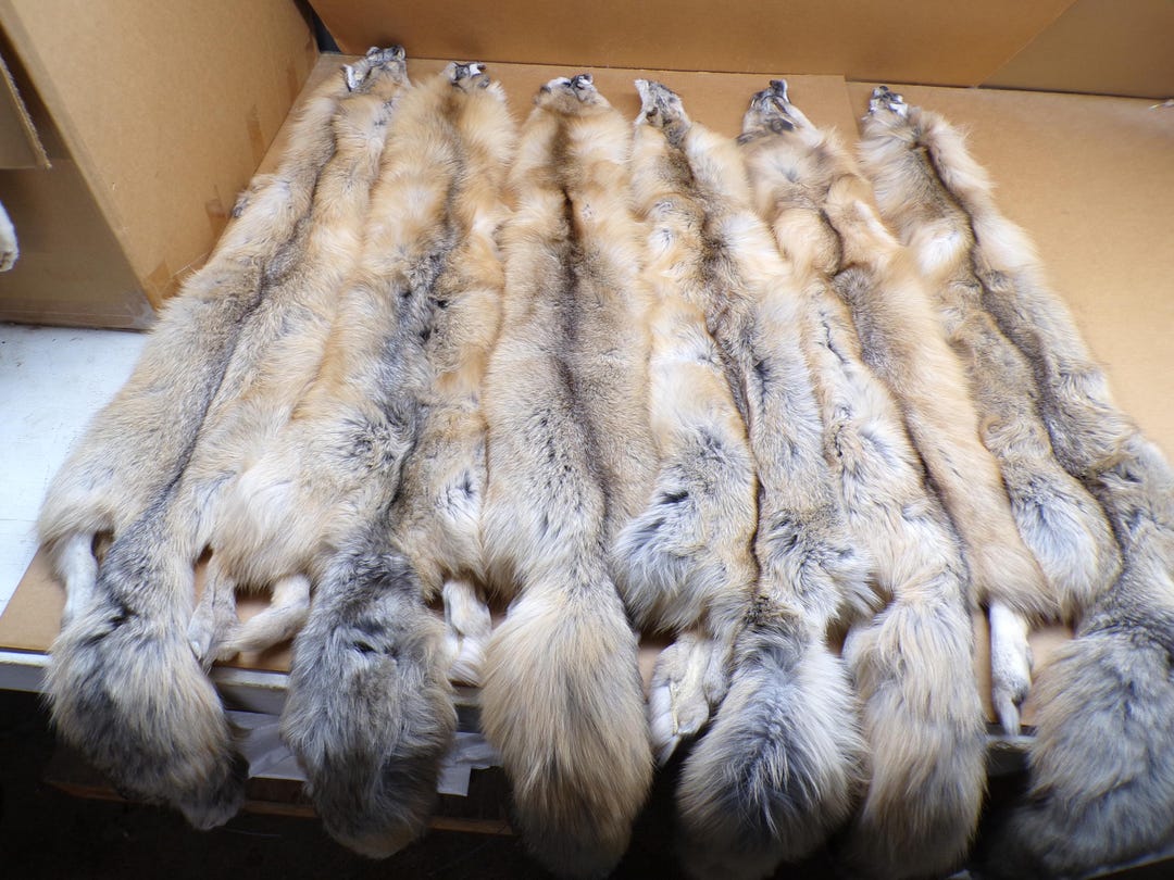 2XL Golden Island Fox Hide #1 Top Lot Grade, Professionally Tanned/pelt ...