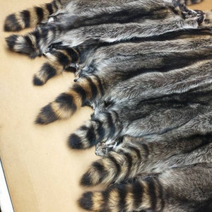 Professionally Soft Tanned Large #1 Grade Iowa Raccoon/coon Hide/pelt ...