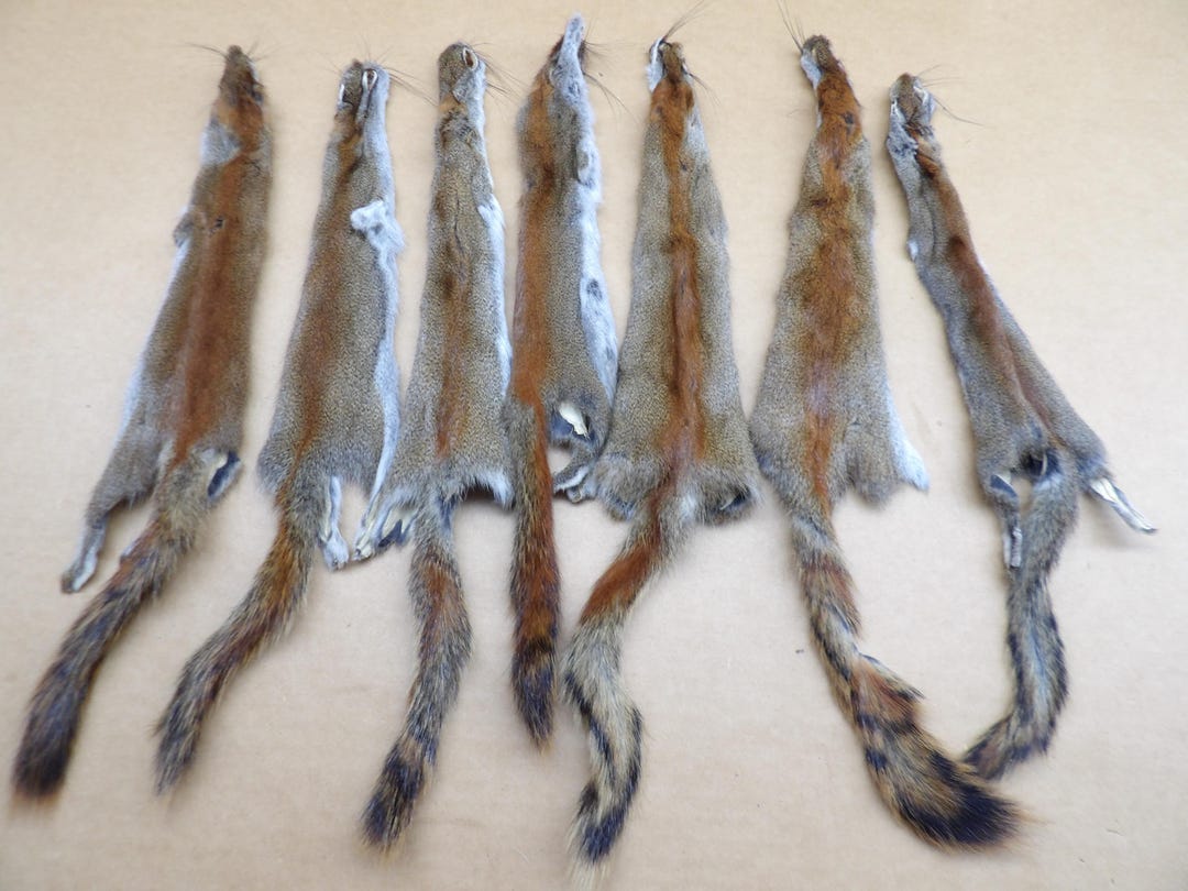 Canadian Pine Squirrel Professionally Soft Tanned #1 Fur/pelt/fly Tying ...