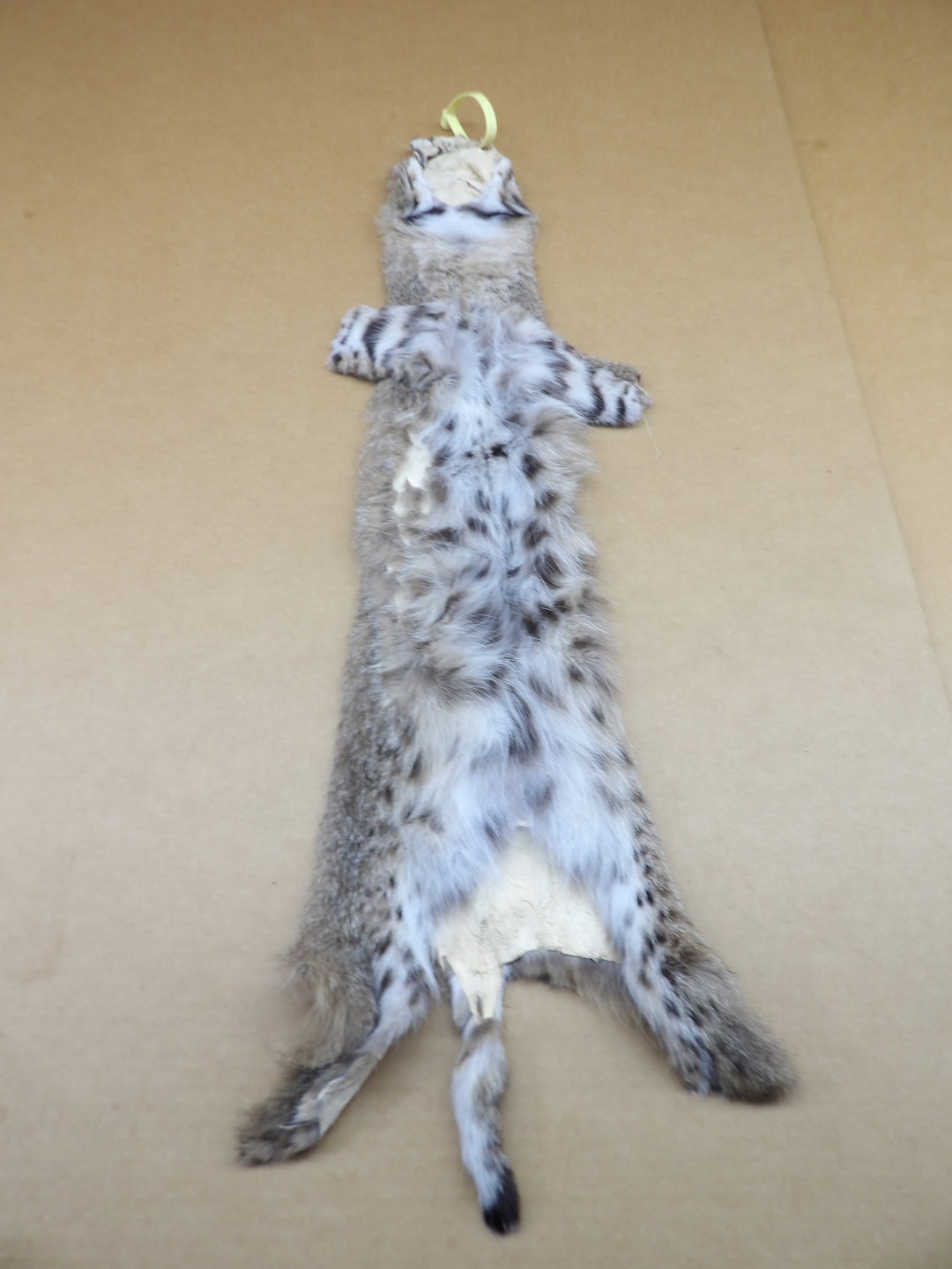 Professionally Tanned Bobcat Hide Damage Grade/lynx Cat/pelt - Etsy