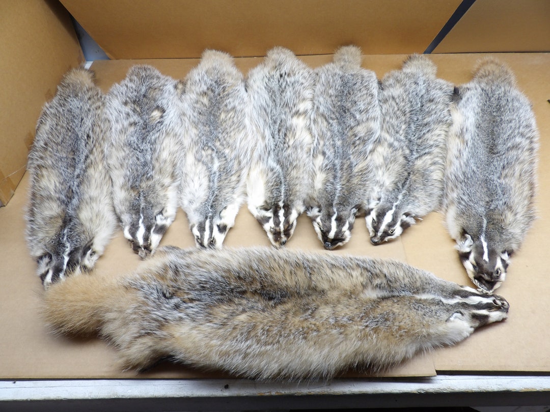 Professionally Tanned #1 Grade Heavy Furred Badger Hide/pelt - Etsy