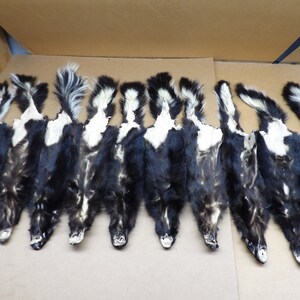 XL Striped Skunk Hide Professionally Soft Tanned 1 Grade/pelt/nice ...