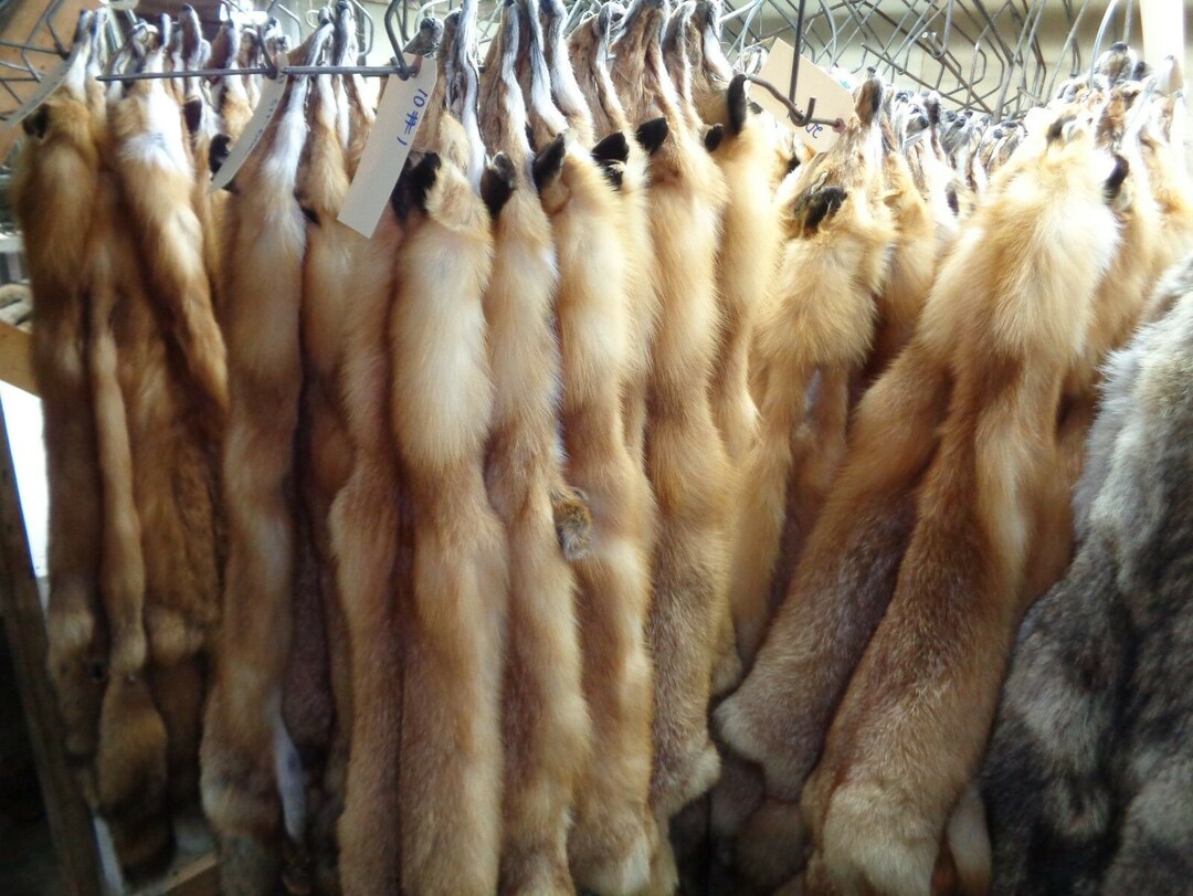 Professionally Tanned #1 Grade Red Fox Hide/pelt - Etsy