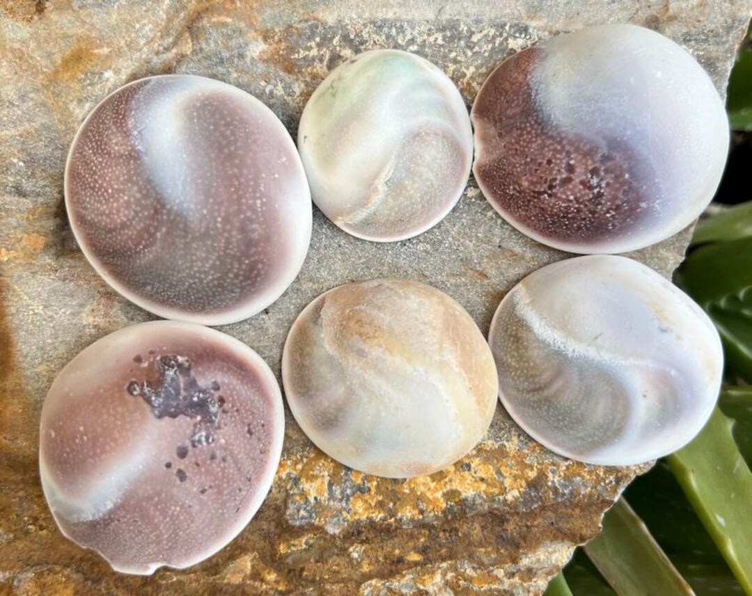 Natural Shiva Fossil Big Size Shiva Eye Lot Craft Supplies for Jewelry ...
