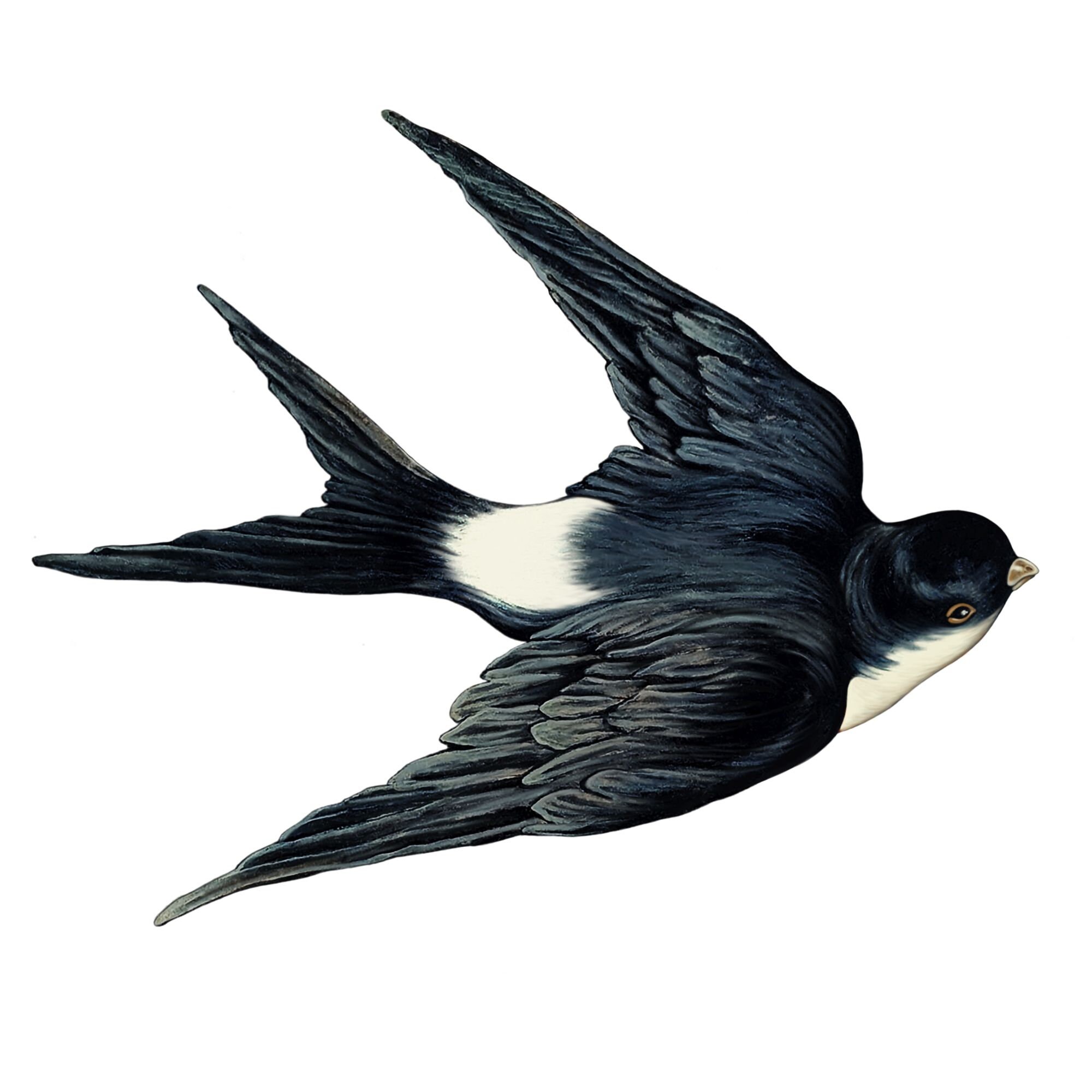 House martin 21 x 21 cm art print of acrylic illustration | Etsy