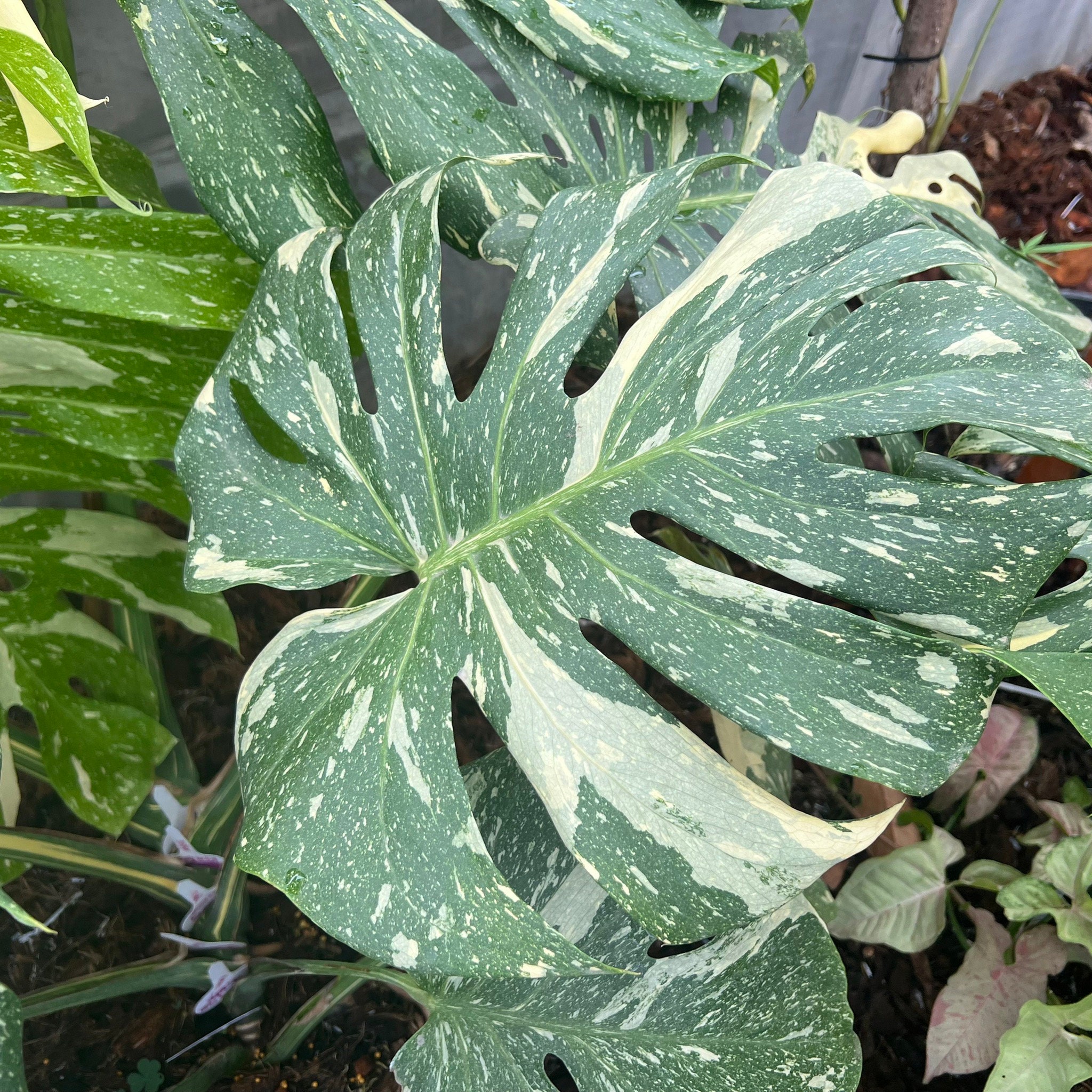 25 Monstera Thai Constellation Tissue Culture Plants random - Etsy