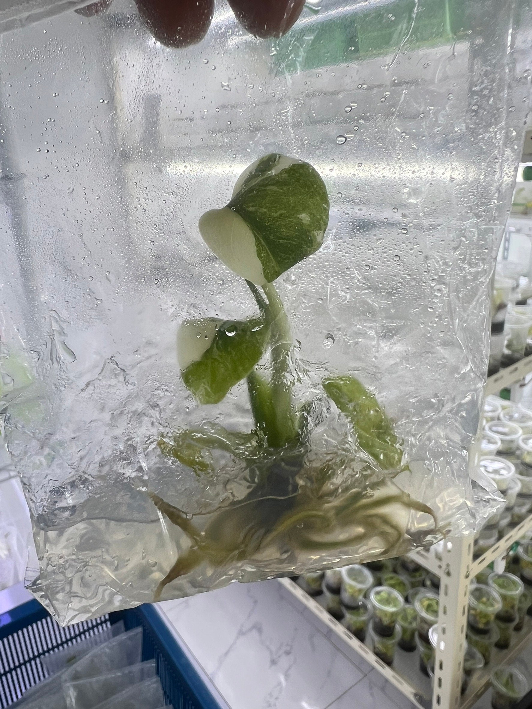 25 Monstera Thai Constellation Tissue Culture Plants random - Etsy