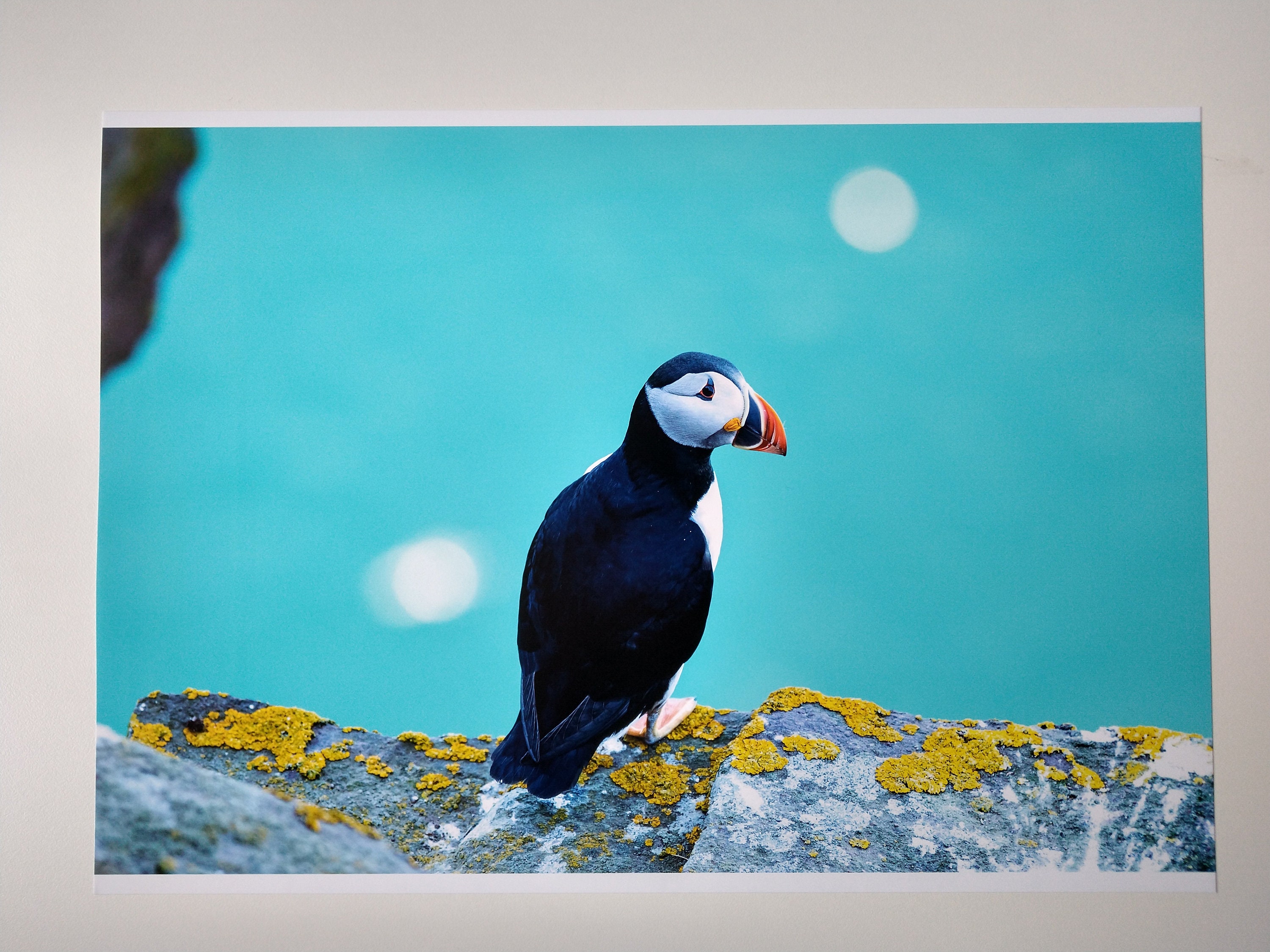 Puffin on Handa Island, Northwest Highlands, NC500, Wildlife, Scotland ...