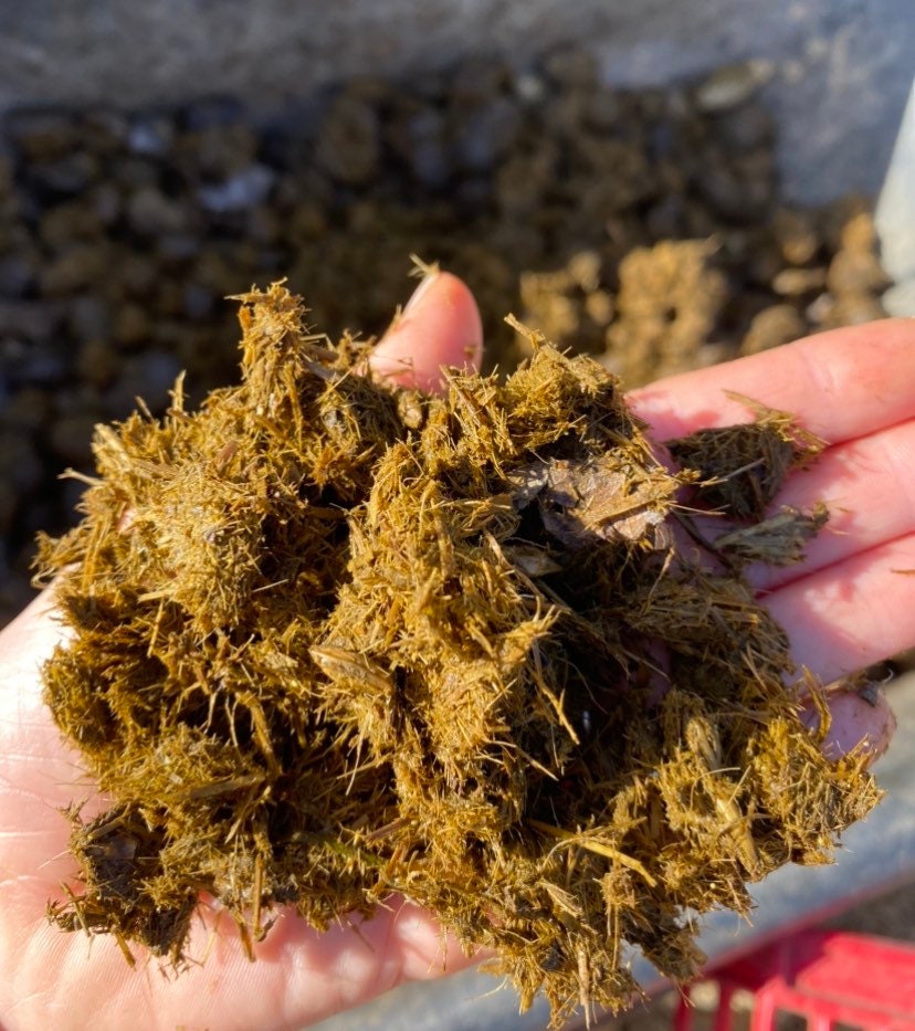 Fresh Shredded Horse Manure, Organic Fertilizer, Organic Gardening ...