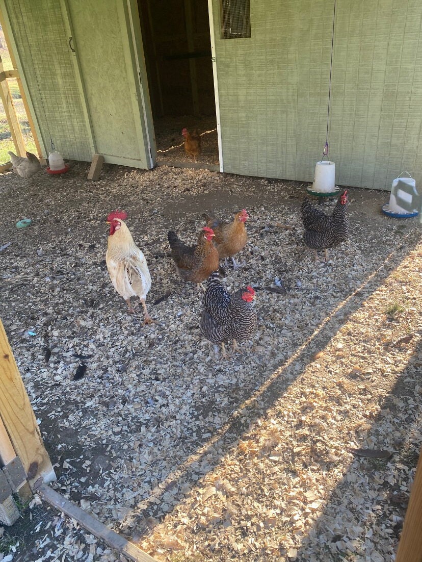 Dried Chicken Manure, Organic Fertilizer, Organic Gardening, Soil ...