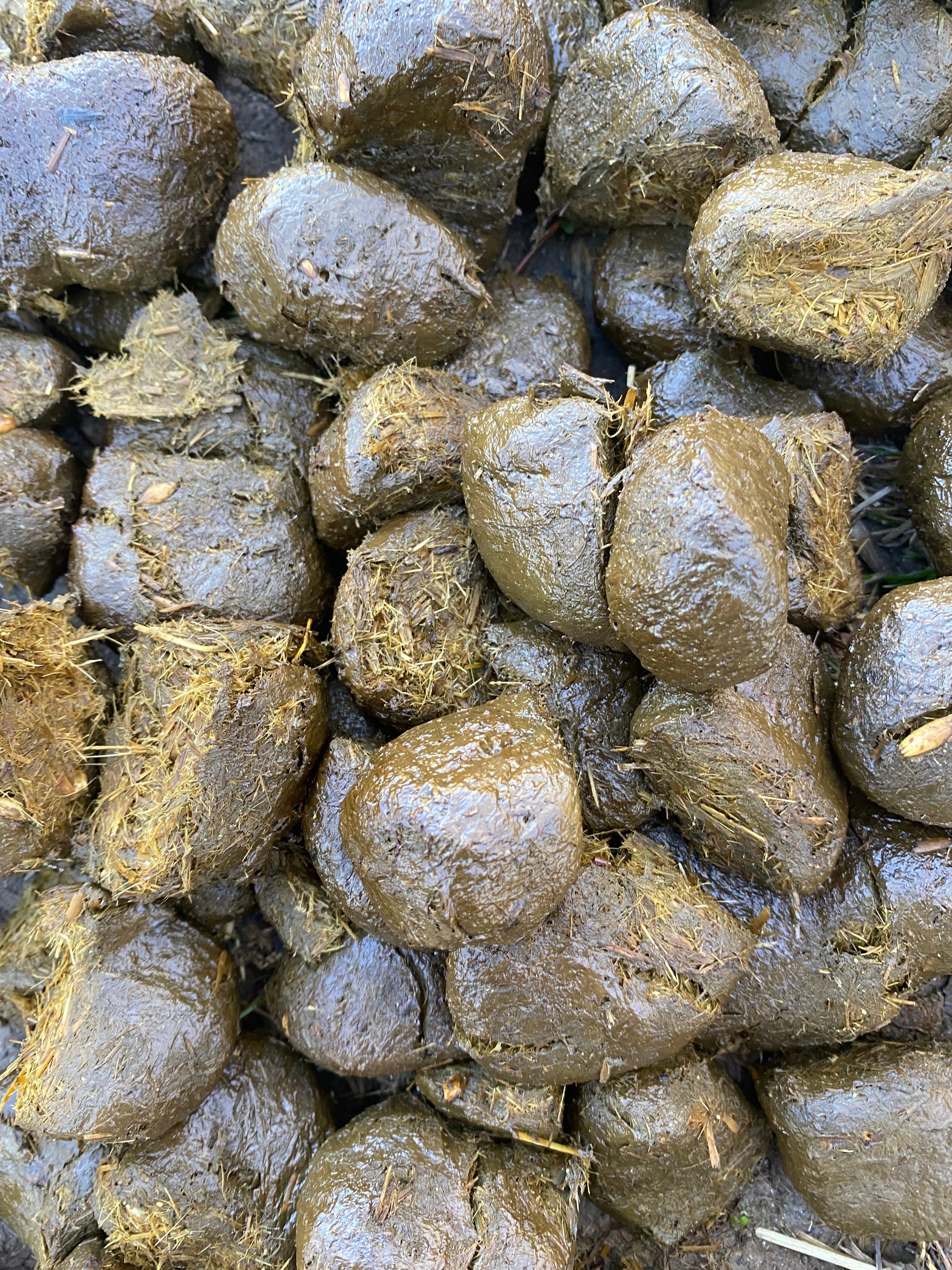 Fresh Horse Manure, Organic Fertilizer, Organic Gardening, Mushrooms ...