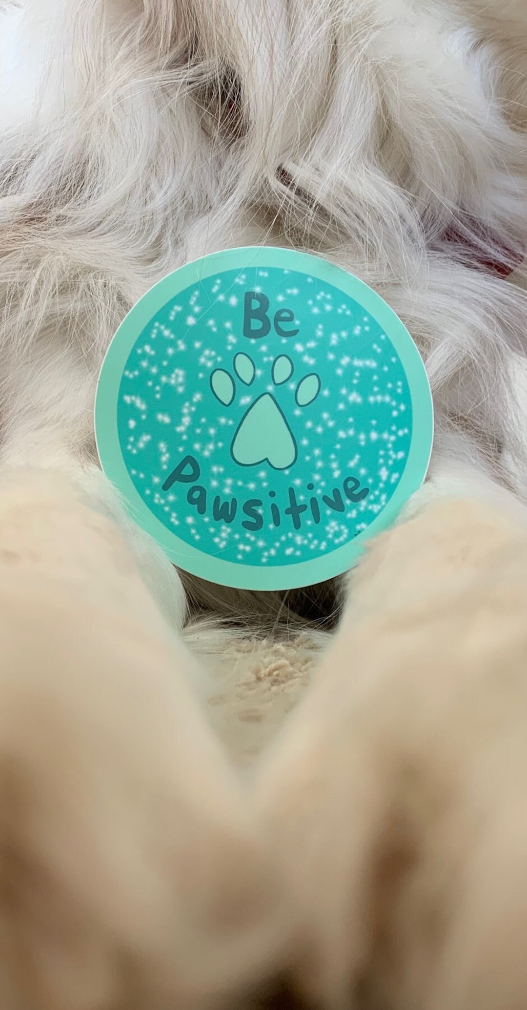 Be Pawsitive Sticker, 4" Round, Young Artist, Digital Art, Dog Lover ...