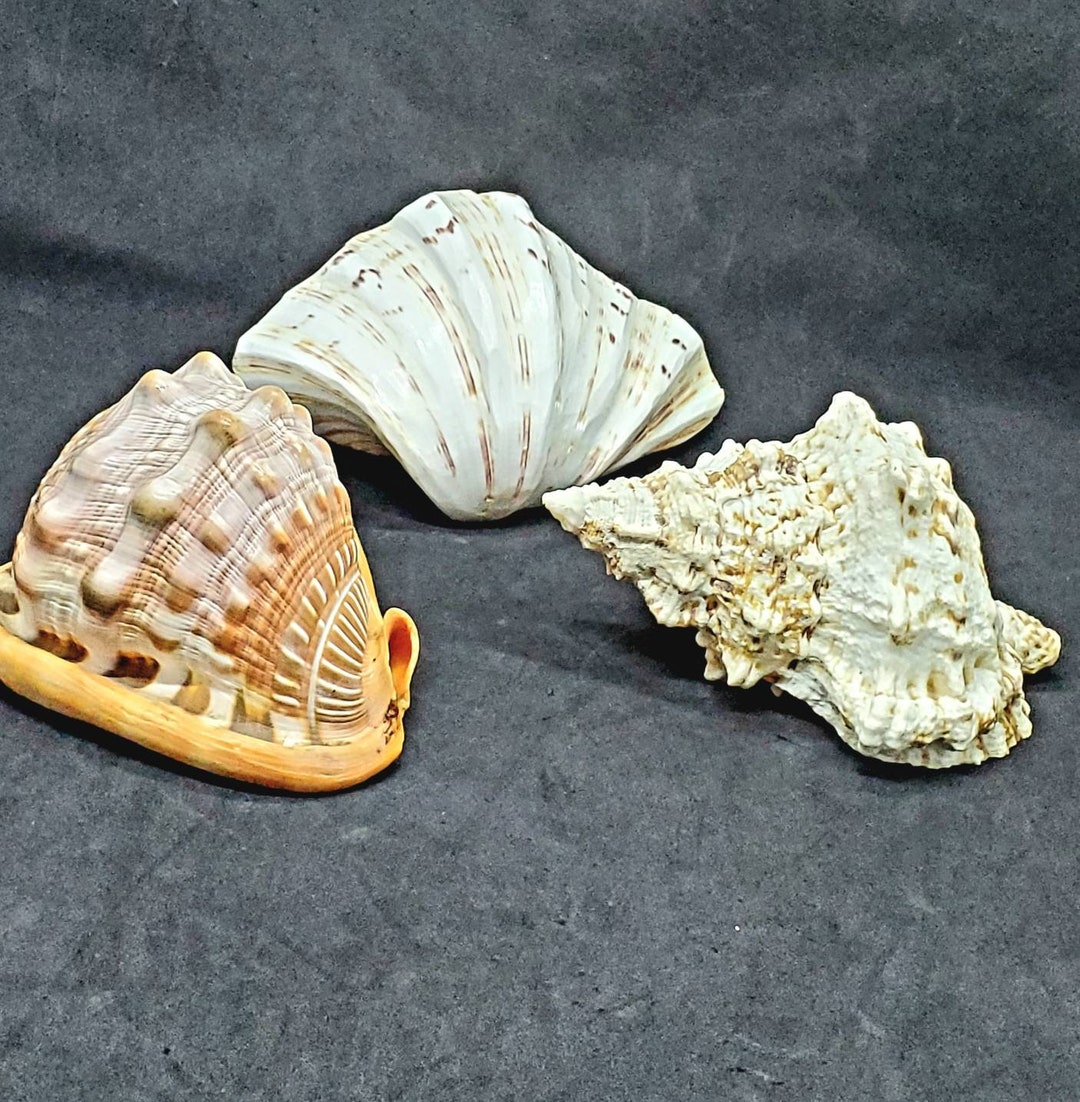 Vintage Seashell Lot Clamshell Half 5.5" Frog Conch 6" Horned Hornet 4. ...