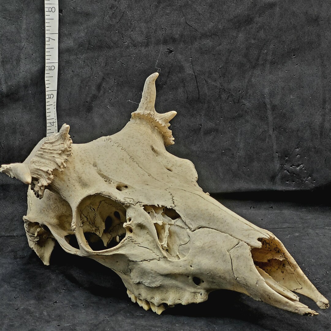Vintage Deer Skull Taxidermy Bone Genuine Hunting Decor Sculpture - Etsy