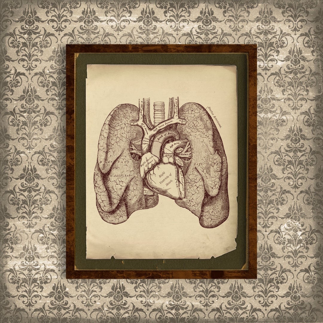Printable Vintage Human Anatomy Wall Art, Heart and Lungs, Antique ...