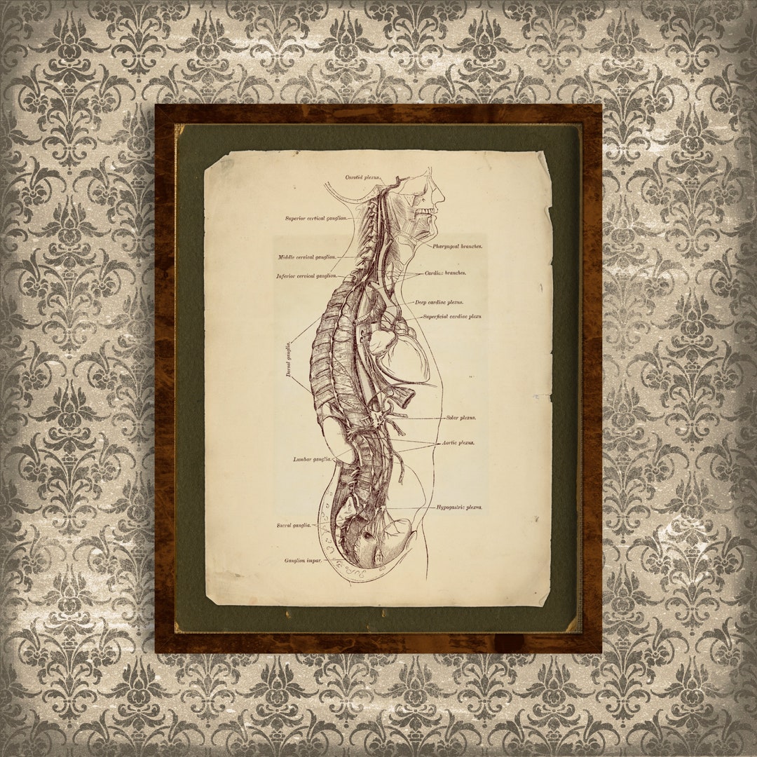 Printable Vintage Human Anatomy Wall Art, Body Cross-section ...