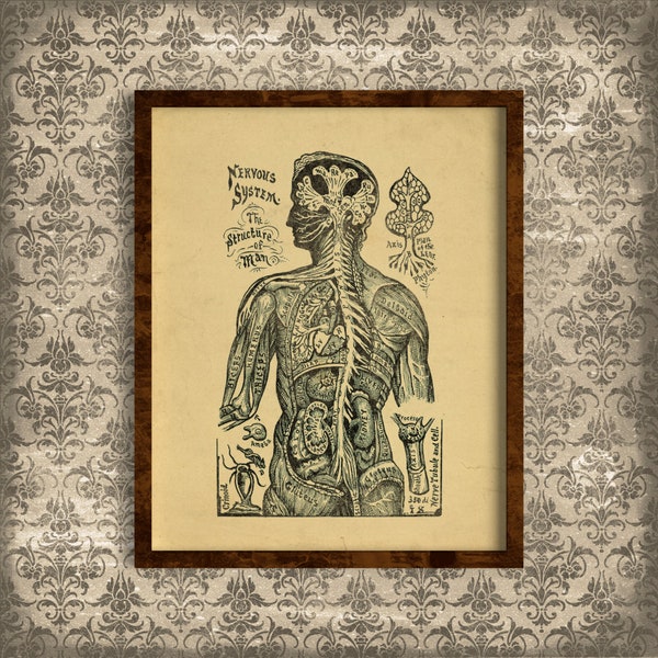 Old Anatomy Artwork - Etsy