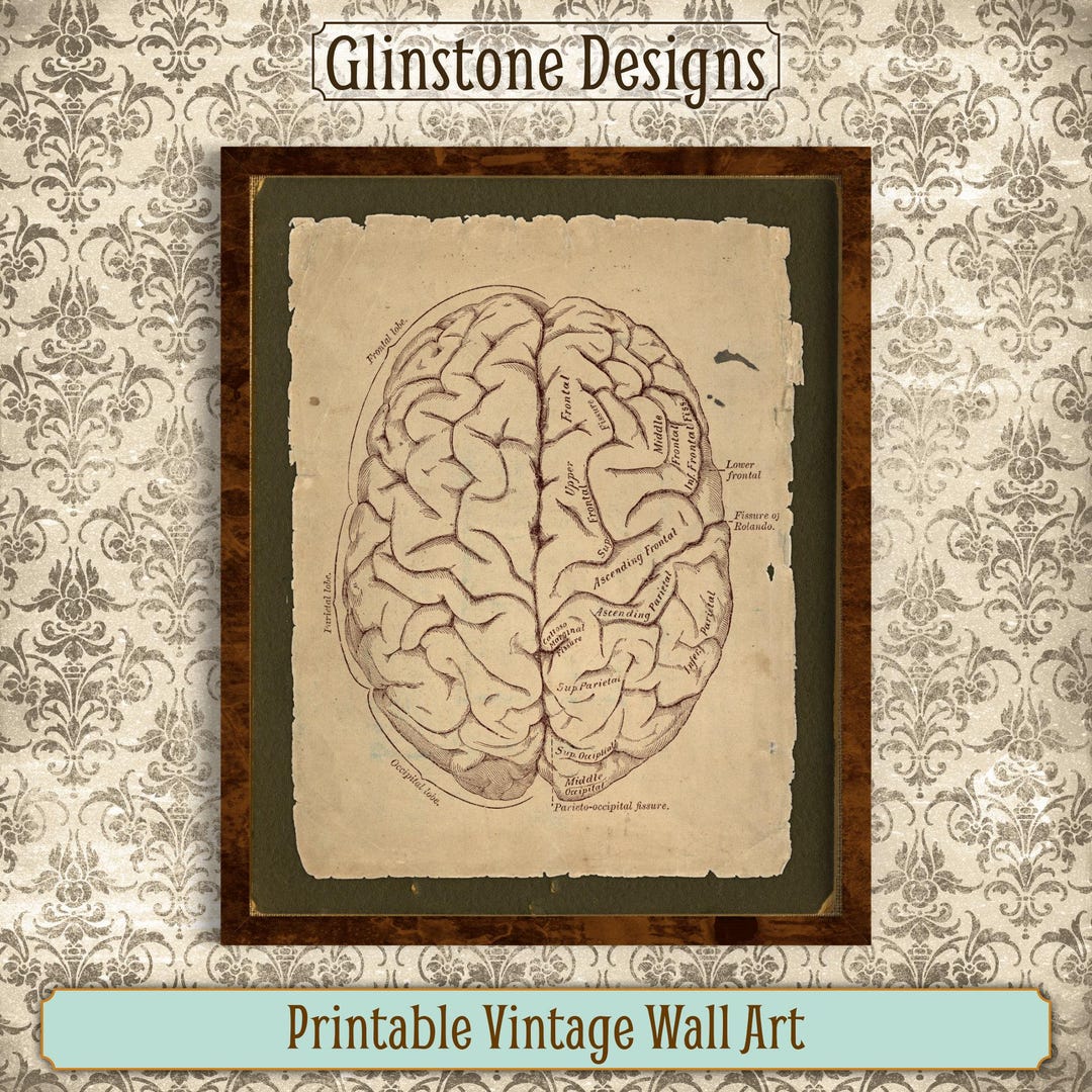 Printable Vintage Human Anatomy Wall Art, Human Brain Drawing, Antique ...