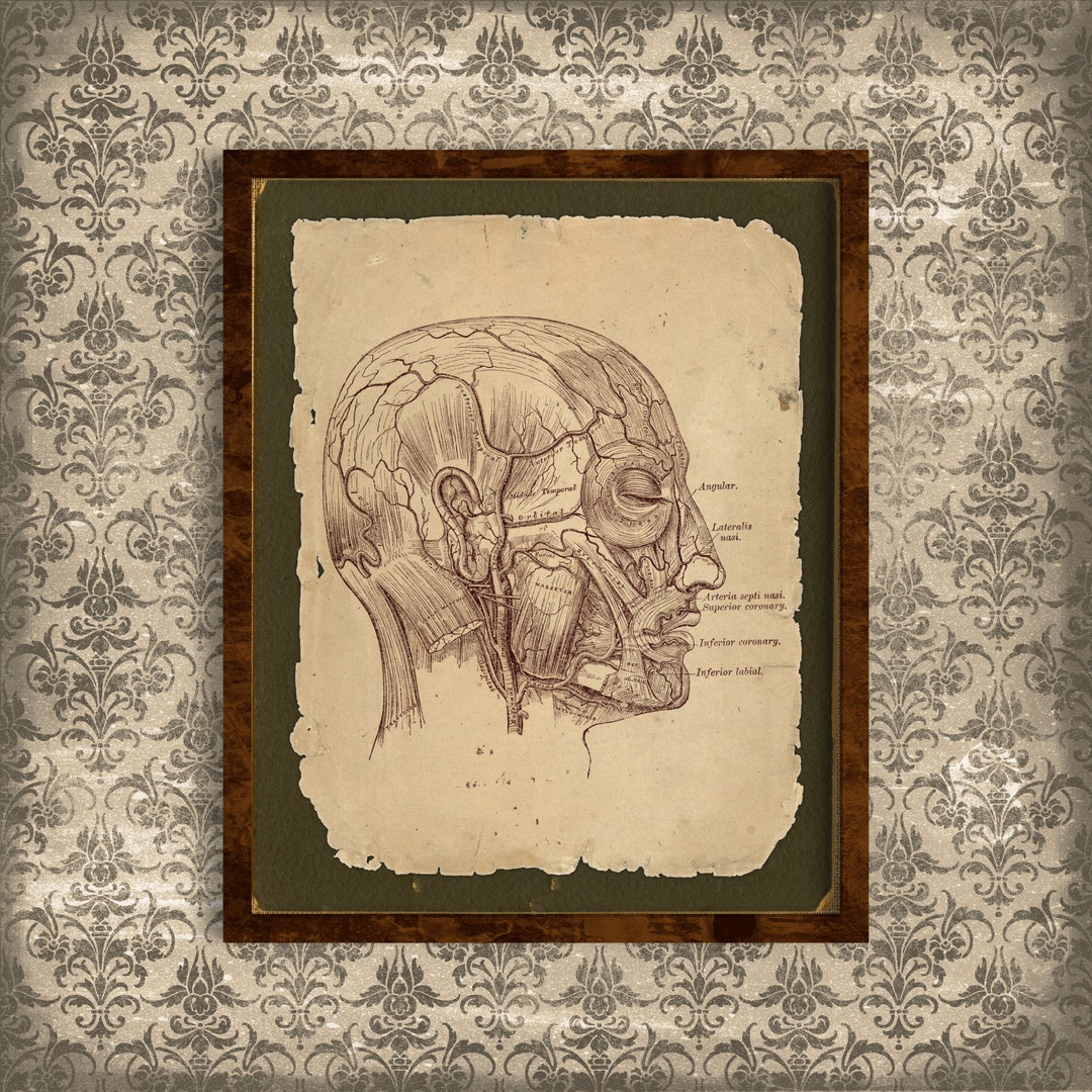 Printable Vintage Human Anatomy Wall Art, Human Head Picture ...